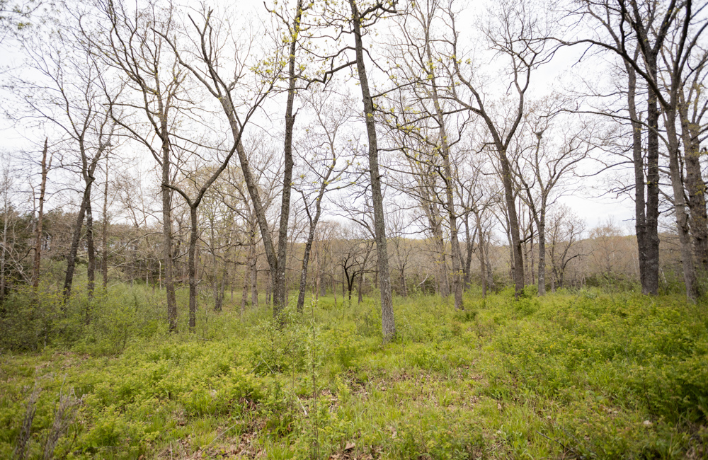 Texas 69 - Midwest Land Group