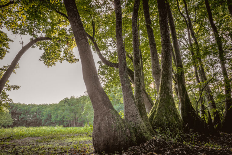 Leflore 76 | Midwest Land Group