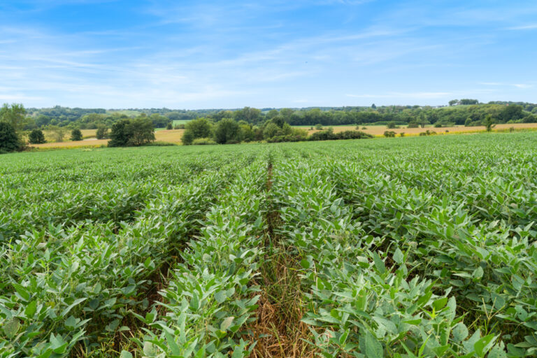 Sullivan 42 | Midwest Land Group